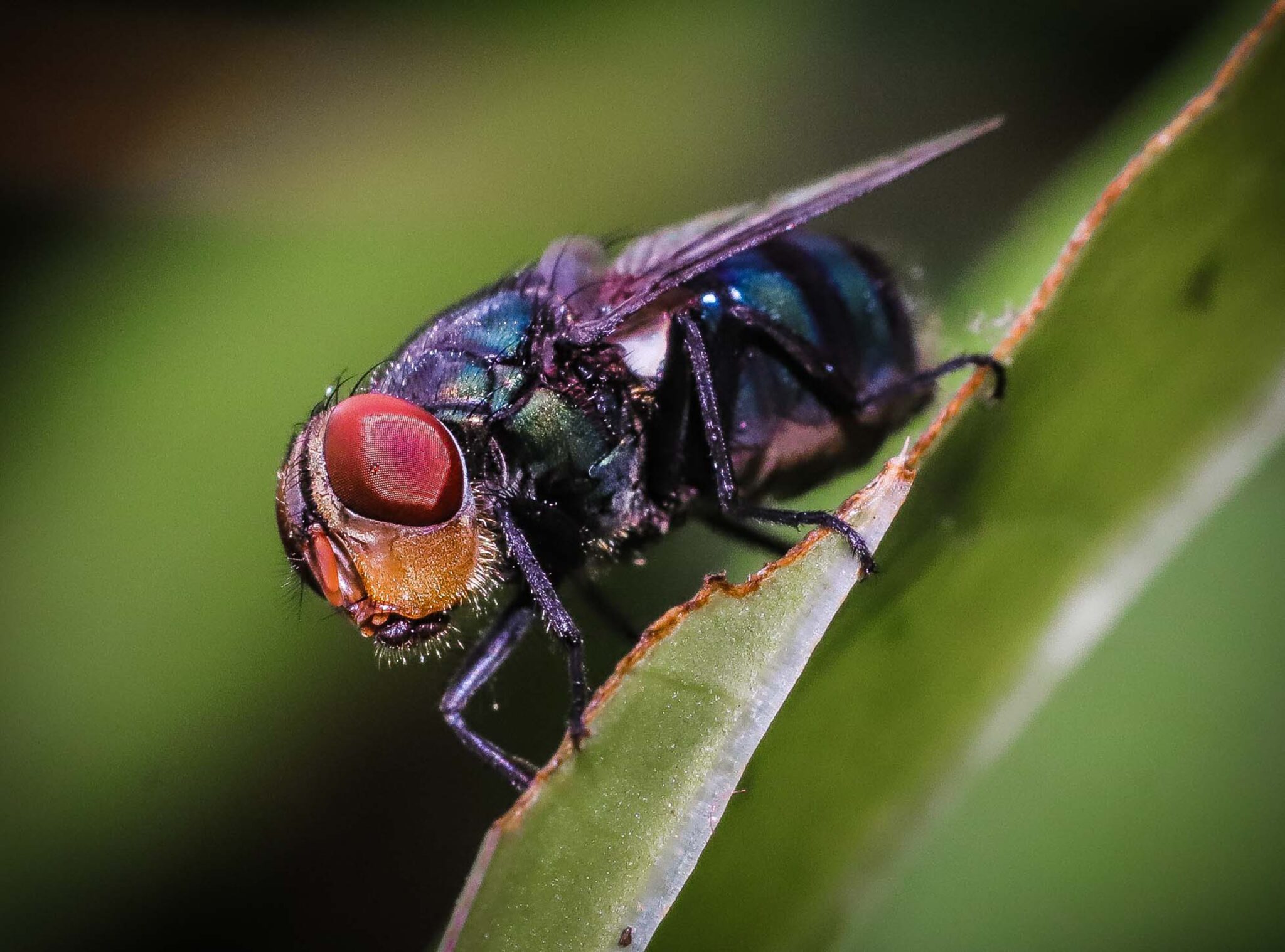 3 Best Ways to Get Rid of Houseflies - The Michelle Hirsch Group - Real ...
