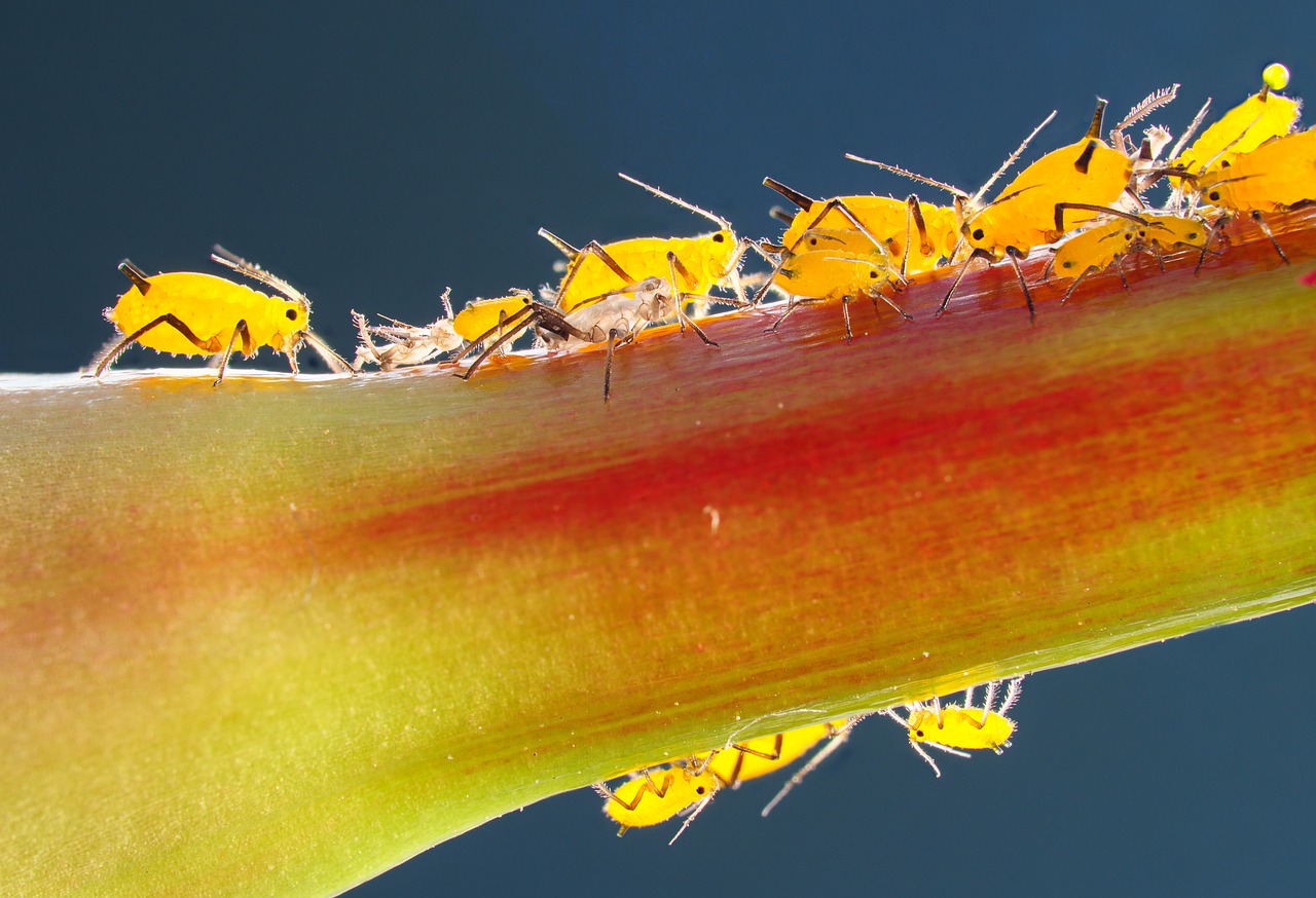 Natural Solutions for Aphid Control: DIY Methods to Save Your Plants ...
