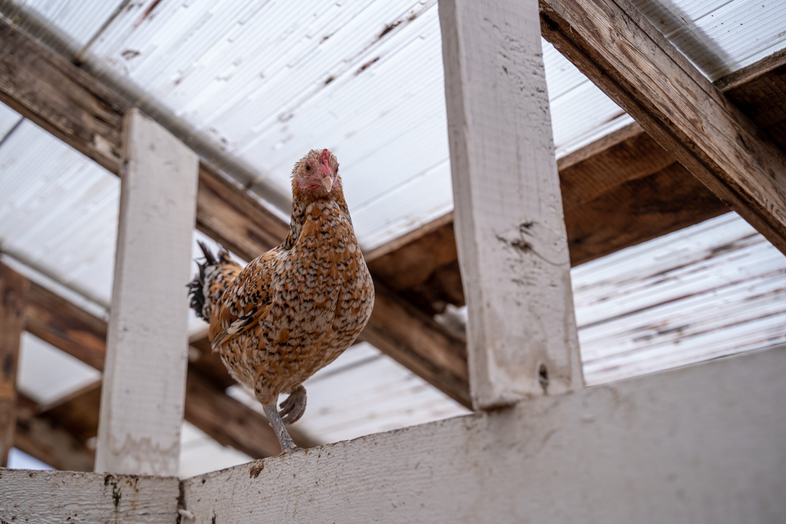 Repelling Pests from Your Chicken Coop: DIY Tips for Happy Hens - The ...