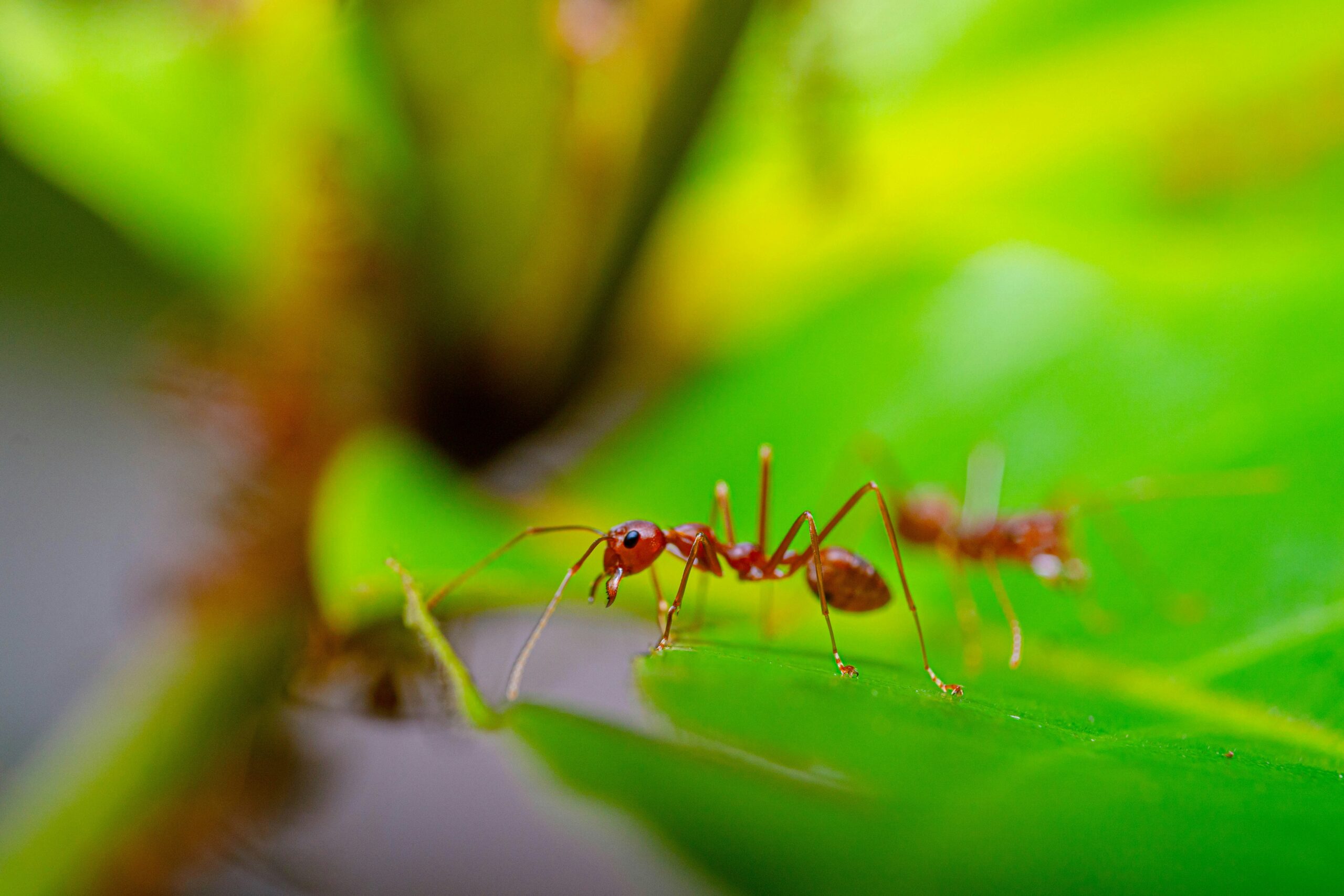 Best Practices for Keeping Your Yard Free from Fire Ants - The Michelle ...