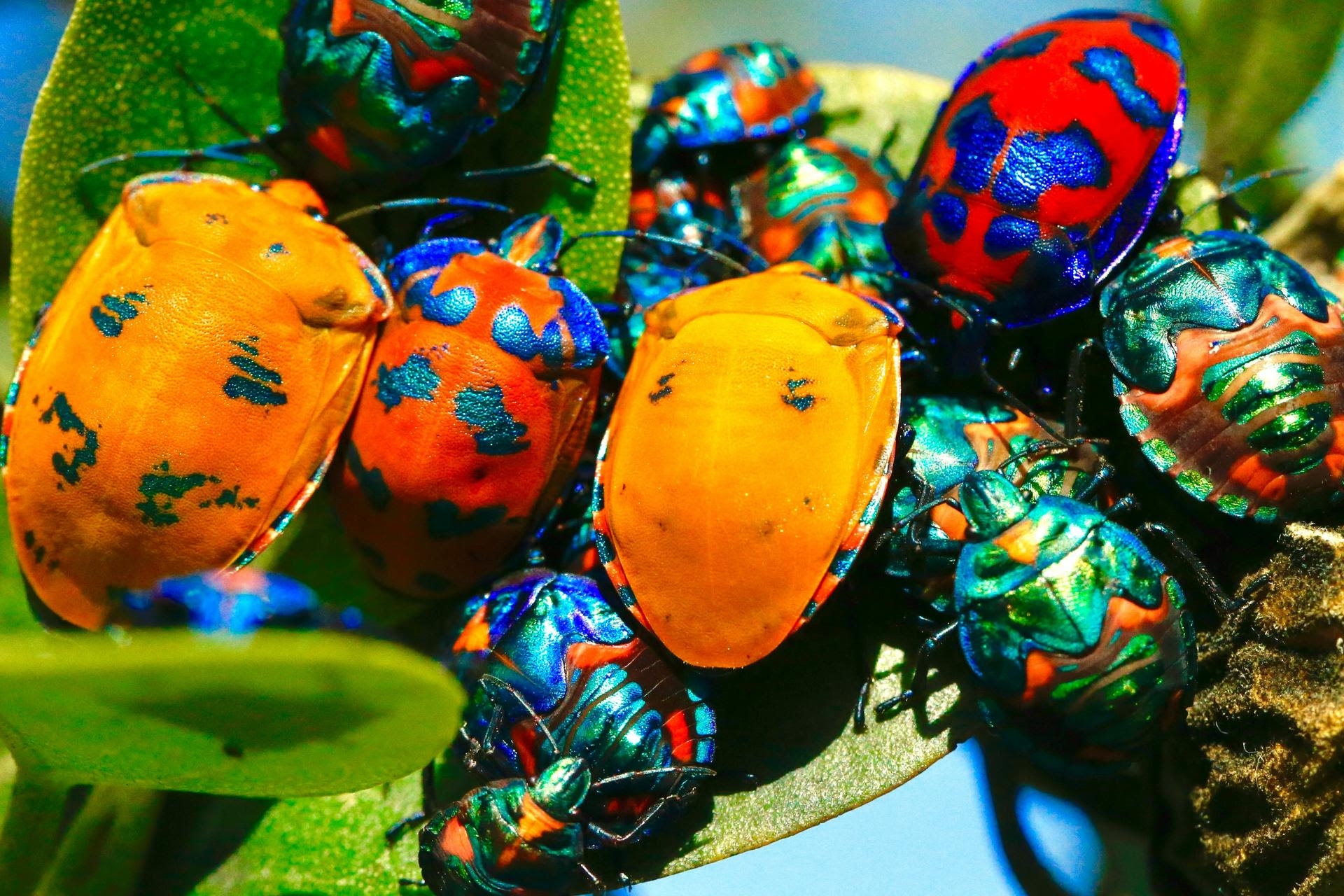 The Bug Gals - The Michelle Hirsch Group - Real Estate Agent - Studio ...