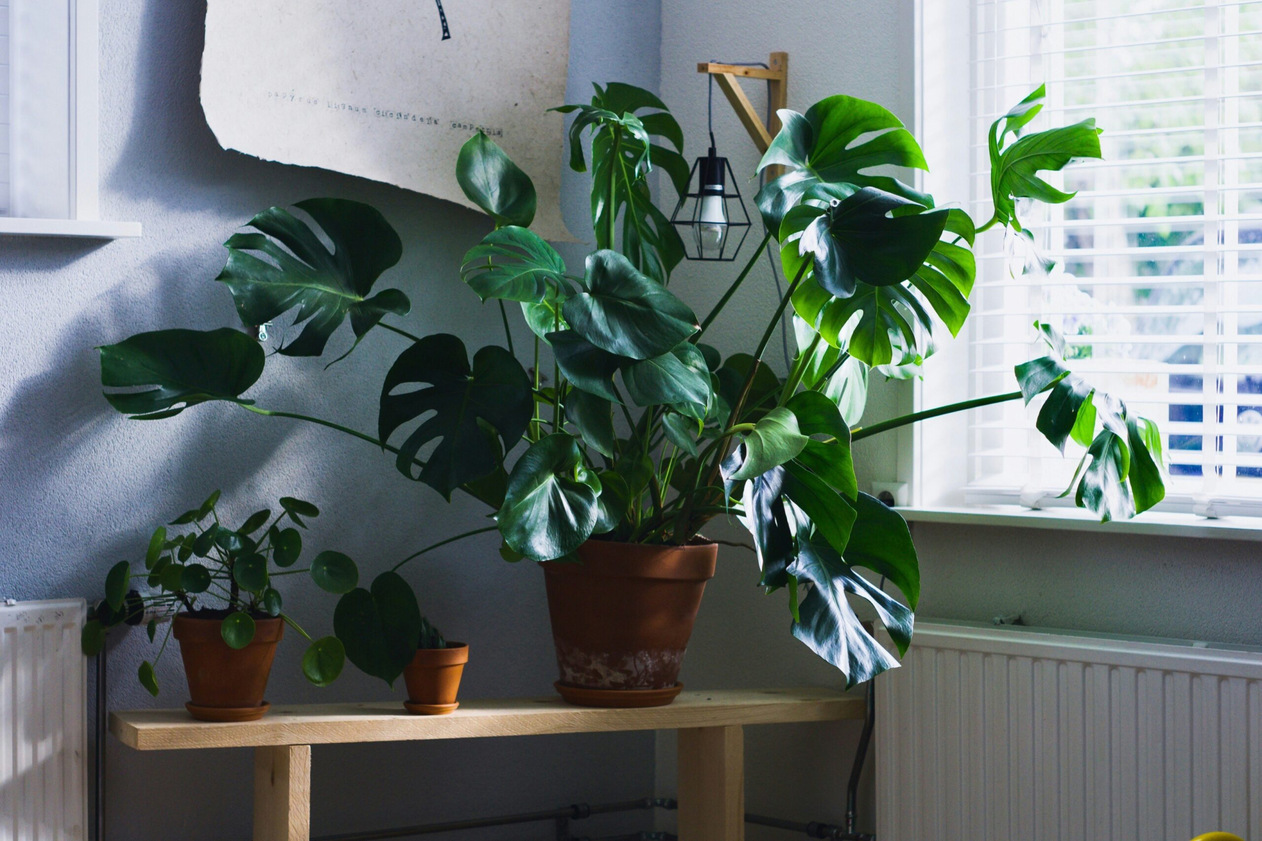 Breathe Easier: How to DIY Improve Indoor Air Quality on a Budget - The ...